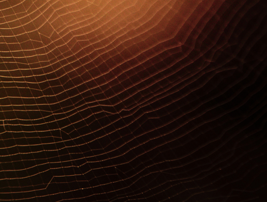 Cobwebbing, ¿qué es esta nueva tendencia? - mx.adopte.app